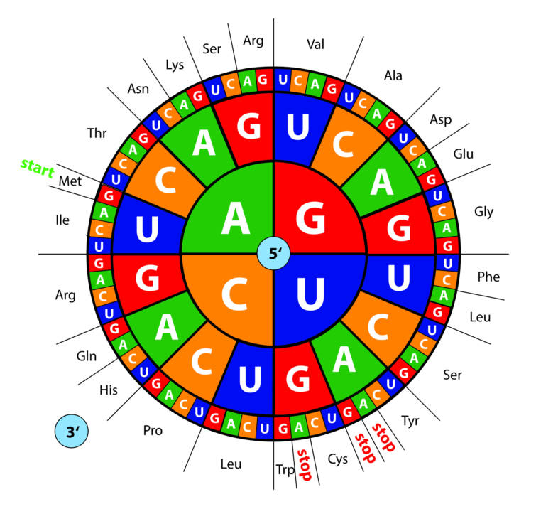 DNAの構造 | 東京・ミネルバクリニック