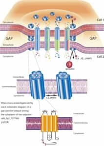 ギャップ結合（Gap junction）とは｜細胞の結合装置のひとつ