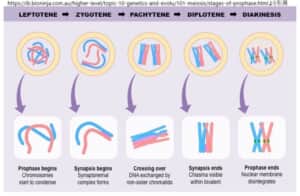 ディプロテン diplotene（複糸期） | 東京・ミネルバクリニック