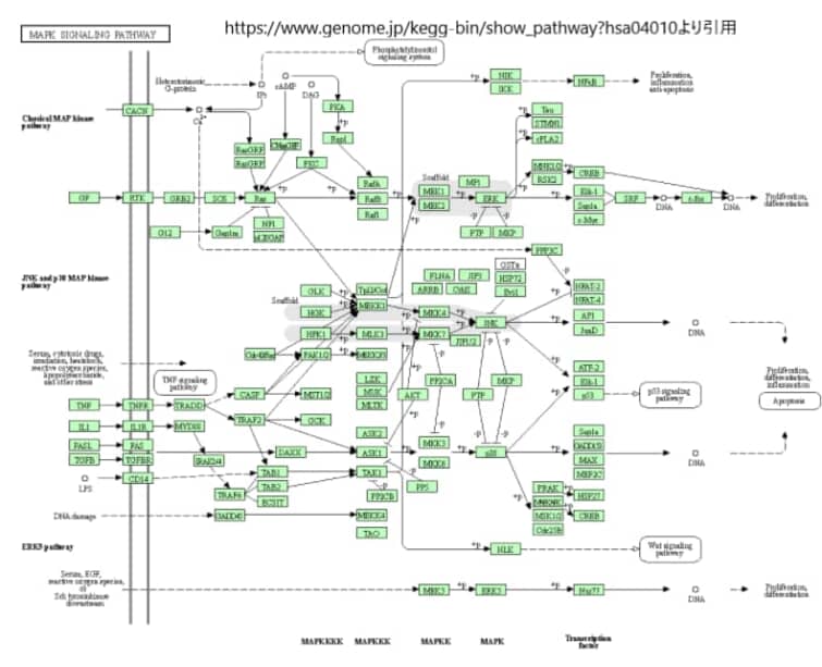 MAPK経路 | 東京・ミネルバクリニック