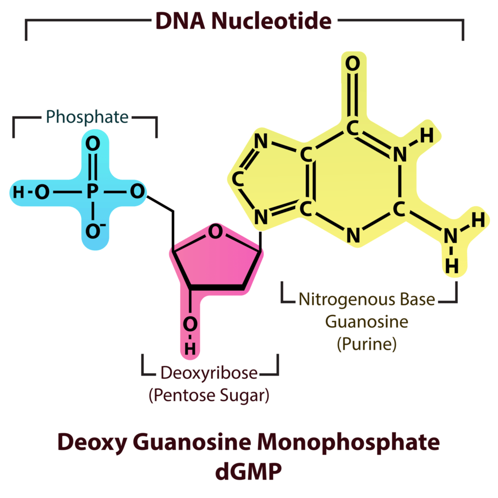 ヌクレオチドの基礎知識とその役割：生物学から健康までの完全ガイド | 東京・ミネルバクリニック