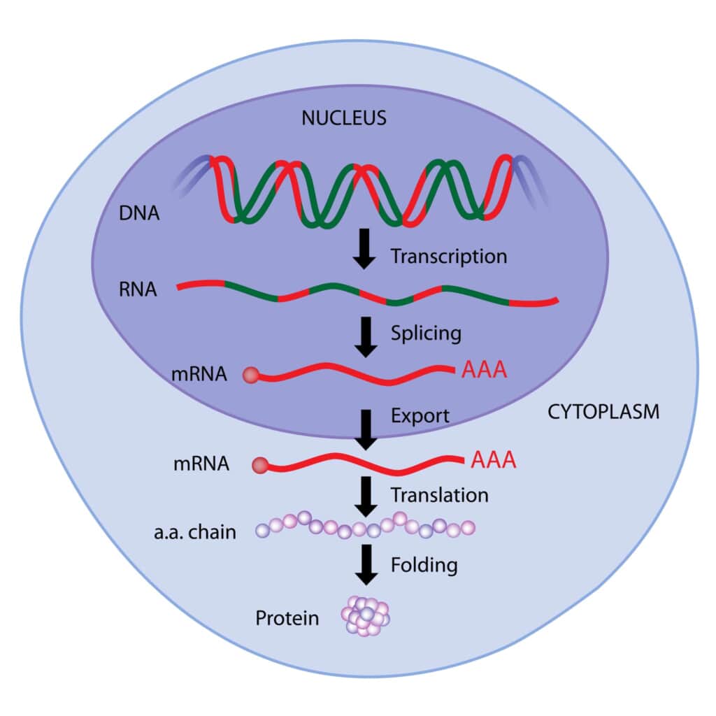 mRNA メッセンジャーRNA | 東京・ミネルバクリニック