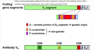VDJ再構成 | 東京・ミネルバクリニック