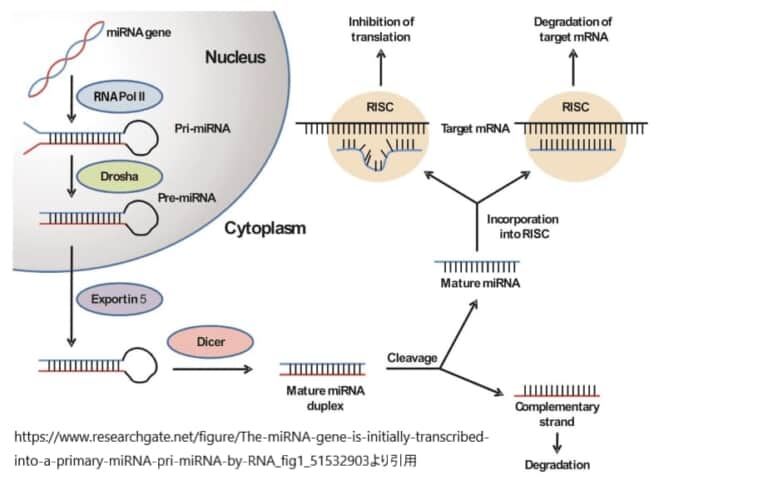 miRNA (MicroRNA) | 東京・ミネルバクリニック
