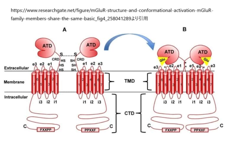 mGluR（Metabotropic glutamate receptor） | 東京・ミネルバクリニック