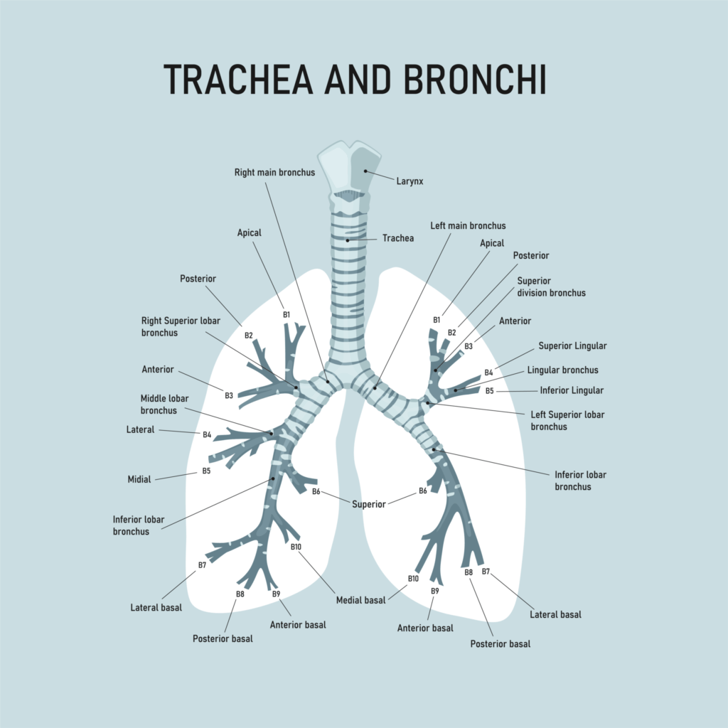 bronchiの解剖学と機能：呼吸器系の気道構造を理解する | 東京・ミネルバクリニック