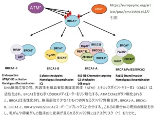 BRCA1-C complex(BRCA1-C complex複合体) | 東京・ミネルバクリニック