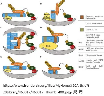 Cullins | 東京・ミネルバクリニック