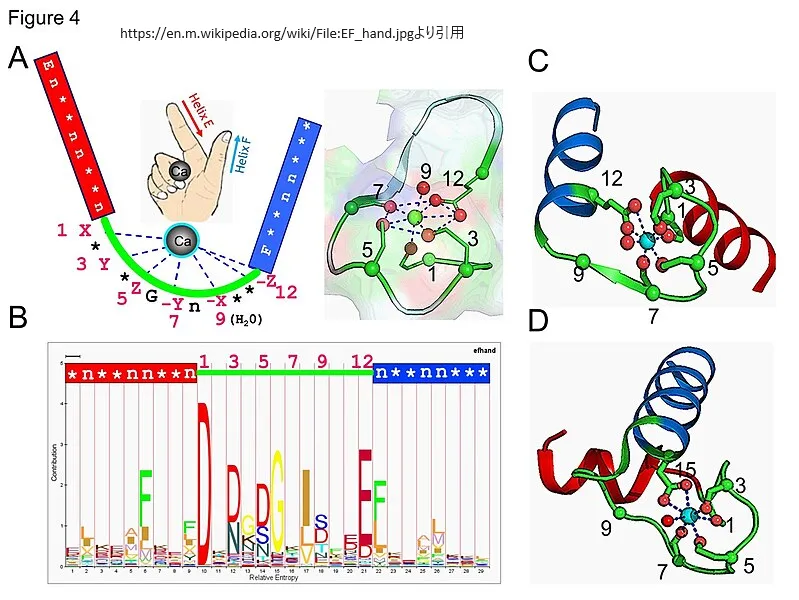 EF-hand domainを含むタンパク