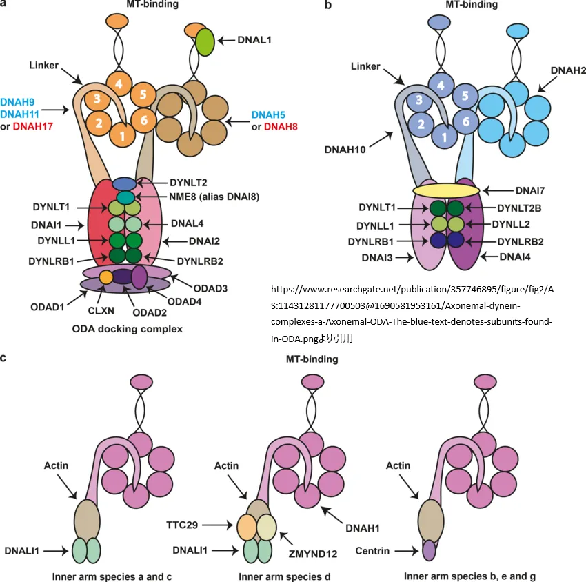 Dyneins, axonemal outer arm complex subunits | 東京・ミネルバクリニック