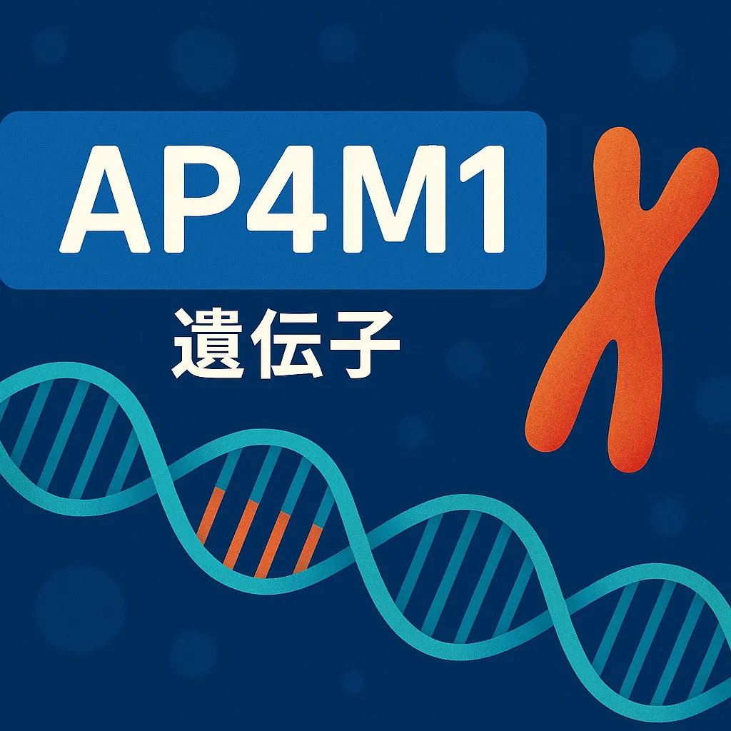 AP4M1遺伝子変異と脊髄性対麻痺50型（SPG50）：症状・遺伝形式・検査 | 東京・ミネルバクリニック