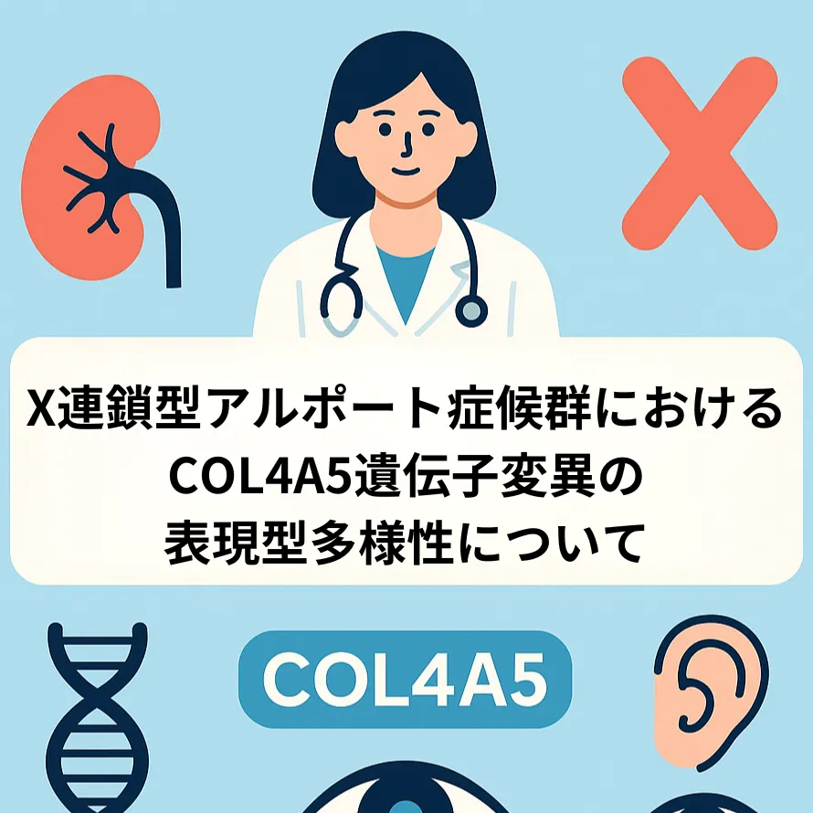 X連鎖型アルポート症候群におけるCOL4A5遺伝子変異の表現型多様性について | 東京・ミネルバクリニック